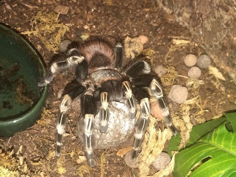 Nhandu chromatus with her egg sac